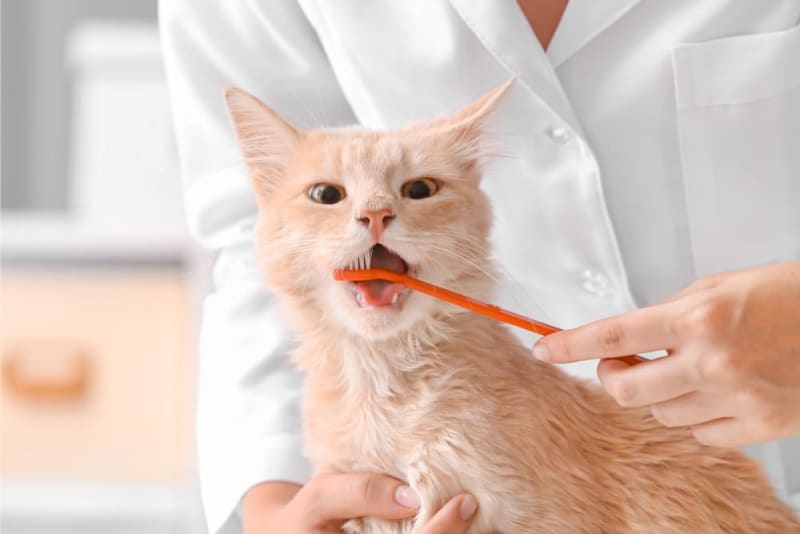 Fractured Teeth in Cats | Pittsboro Vets