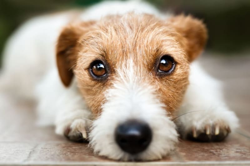 Uveitis in Dogs: Causes, Symptoms, & Treatment, Smyrna Vets