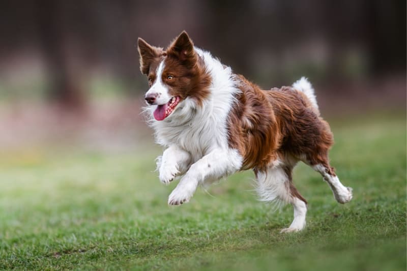 What to Do if Your Dog Collapses or Passes Out, Plains Vets