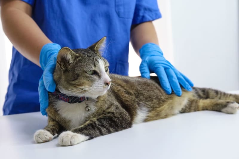 MRI in Cats: What is It & When Your Cat May Need One | Santa Rosa Vets