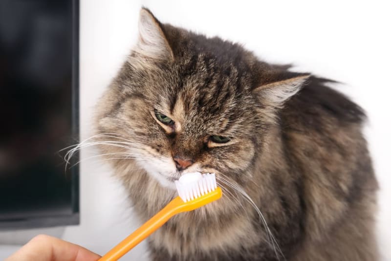 How to Clean Your Cat's Teeth | Oak Grove Vets