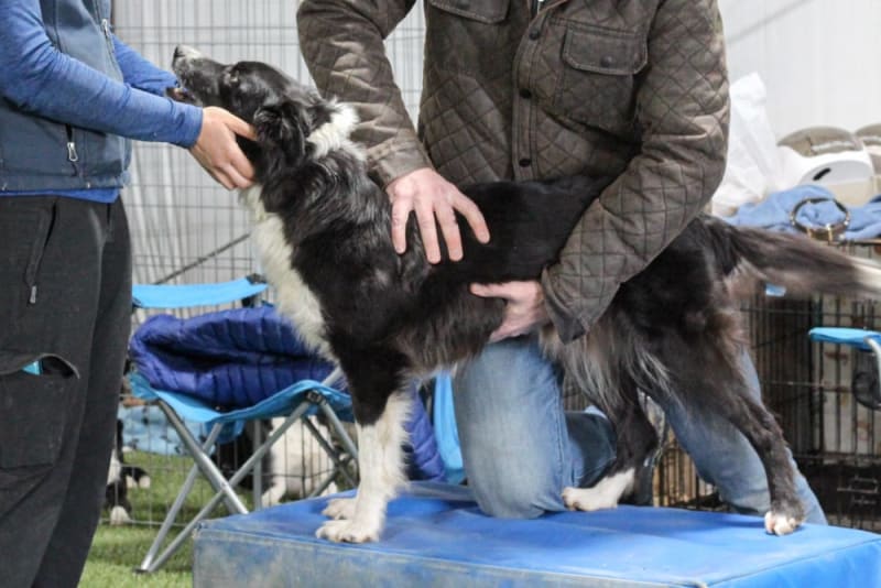 Aligning Tails & Wellness: The Harmony of Spinal Adjustments for Dogs ...