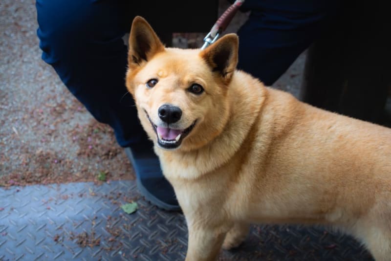 What to Do if Your Dog's Face is Swollen | Monroe Vets