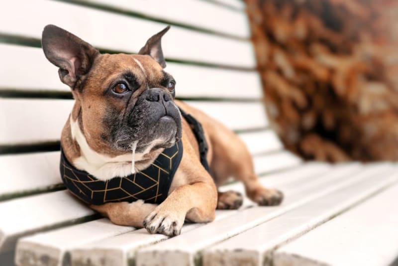 Drooling in Dogs: Why They Do it & What to Do | Dallas Vets