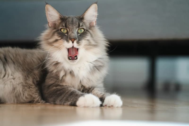 Cat Tooth Extractions: What to Expect | Gardena Vets