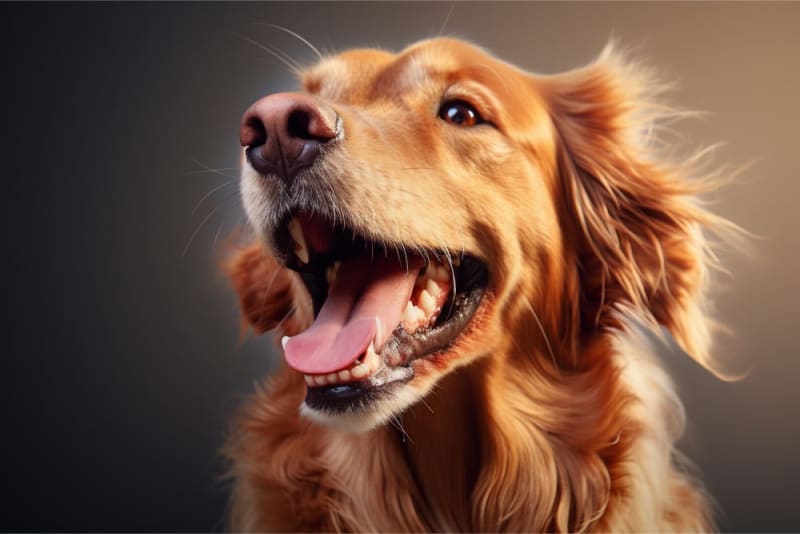 Melanoma in Dogs | Toledo Vets