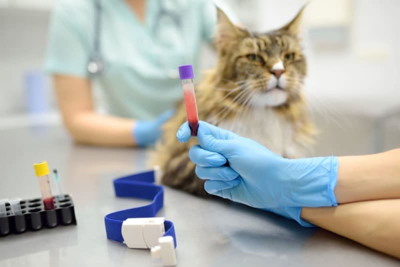 Blood Tests in Dogs | Apple Valley Vets