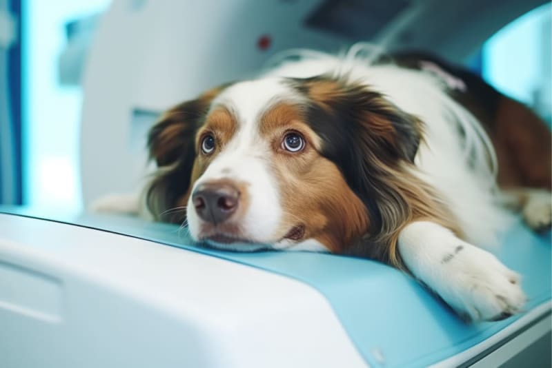 What are veterinary PET/CT Scans? | Springfield Vets