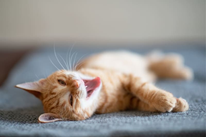 Kitten Teething: What You Need to Know | O’Fallon Vets