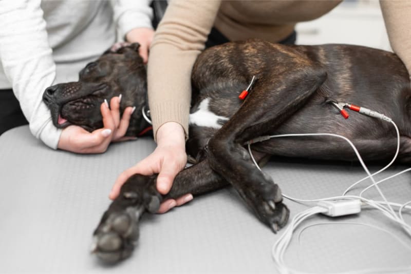 ECG for Pets: When it's needed? | Madison Vets