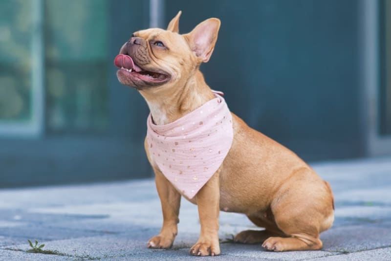 Labored Breathing in Dogs & Cats | Pine Grove Vets