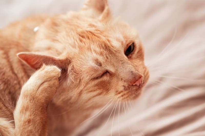 Ear Mites in Cats: Causes, Treatment & Prevention | Johns Creek Vets