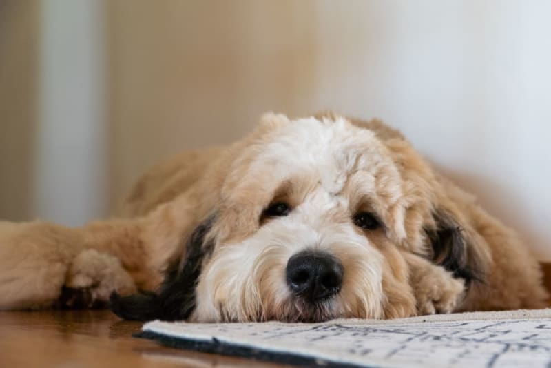 My Pet Can't Stand & Keeps Falling - Possible Causes & What To Do ...