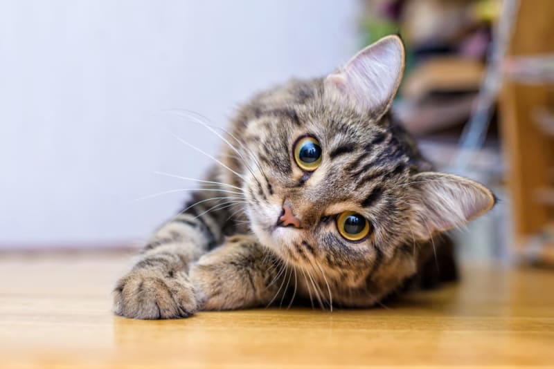 Rabies in Cats | South Plainfield Vets