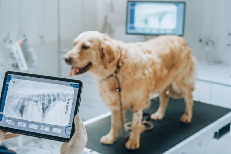 Understanding Veterinary Imaging: CT Scans, MRIs, & X-rays Explained ...