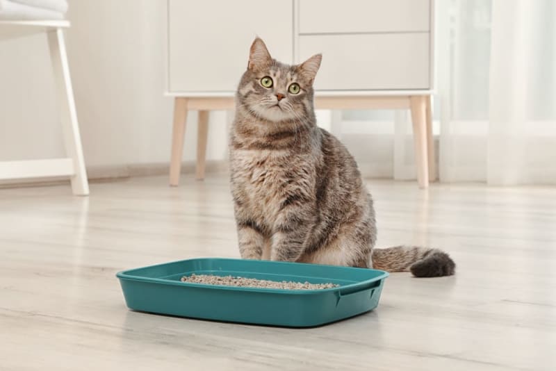 Constipation in Cats: Causes, Symptoms & Treatment | Vancouver Vet