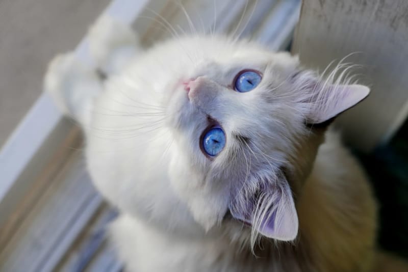 Cataracts in Cats | Phoenix Vets