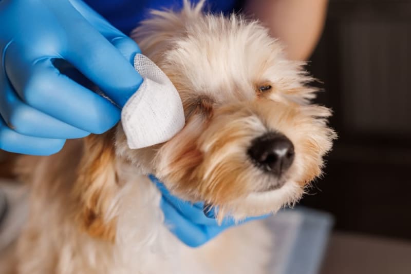 Dog Eye Infection - Causes & Treatments | Mill Plain Veterinary Clinic Vets