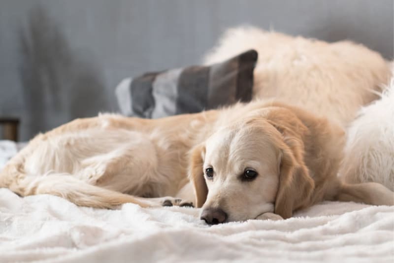 About Anaplasmosis in Dogs | Vienna Vets