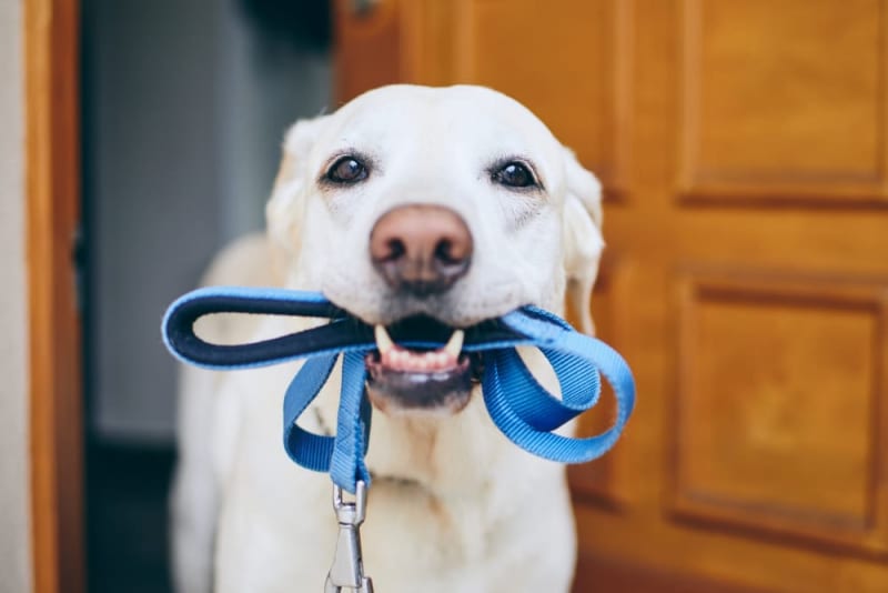 How to Deal with Leash Aggression in Dogs | San Angelo Vets