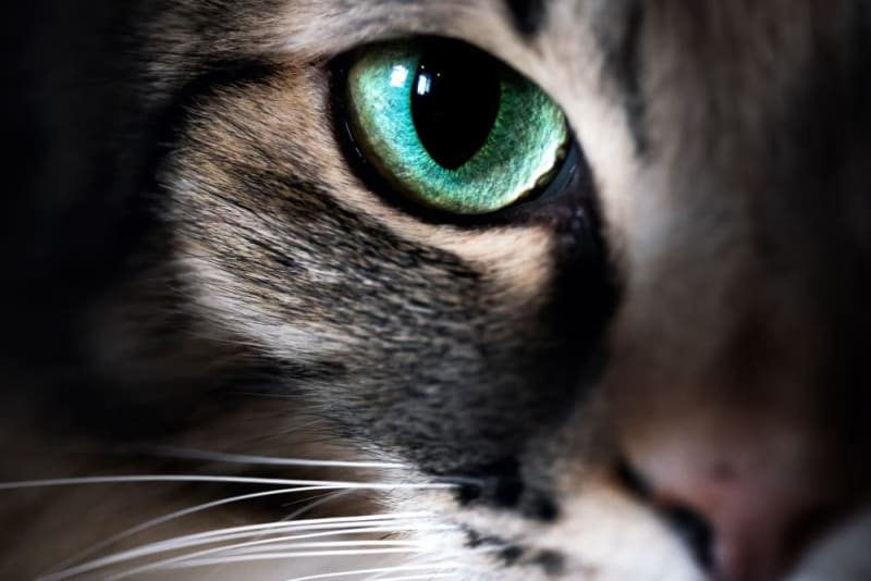 Eye Removal (Enucleation) in Cats | Memphis Vet