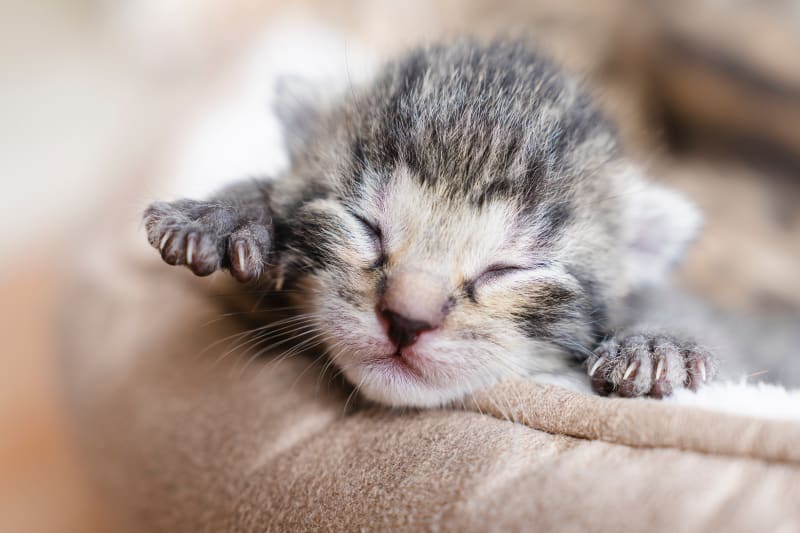 Newborn Kittens: When do kittens open their eyes? | Marcello Veterinary ...