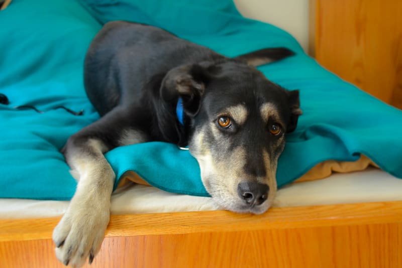 Causes & How to Treat Constipation in Dogs, Capitola Vets