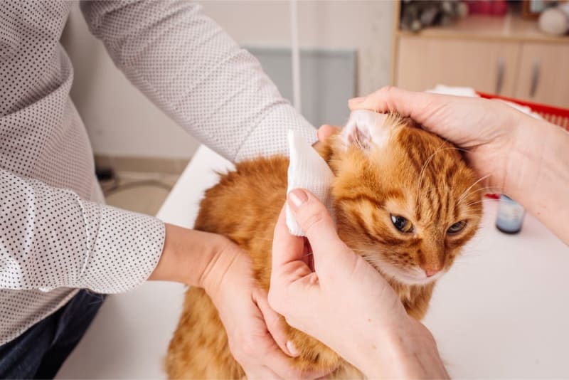 Ear Mites in Cats: Causes, Treatment & Prevention | Tucson Vets