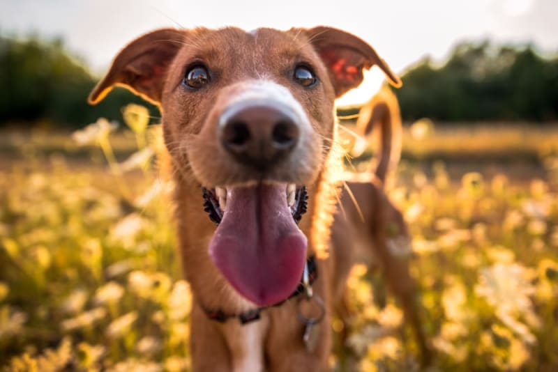 Heavy Breathing in Dogs | Oakland Vet