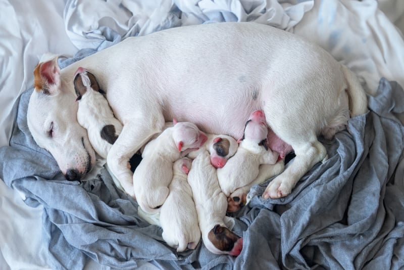 Your Comprehensive Guide to C-Section in Dogs, Riverbank Vet