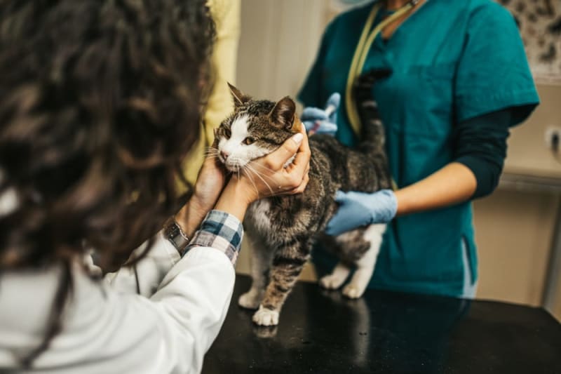 A Complete Preventive Veterinary Cat Wellness Plan, Statesboro Vet