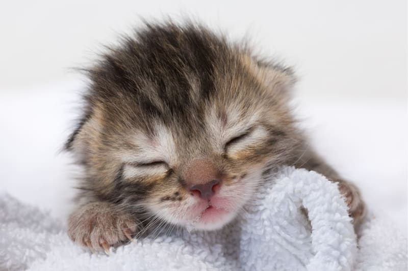 When do baby kittens open their eyes? | Edgewater Vets