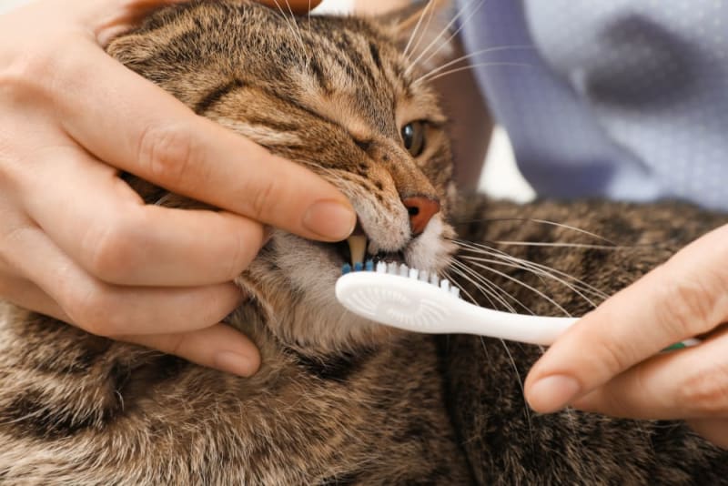 Stomatitis in Cats: Everything You Should Know | Tracy Vets