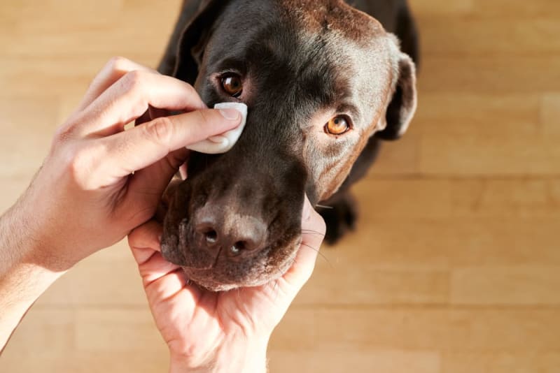 Eye Injury in Dogs: Symptoms, Causes & What to Do, Renton Vets