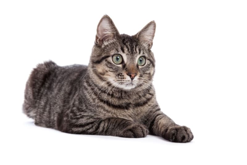 What is the FVRCP cat vaccine? | Southgate Vets