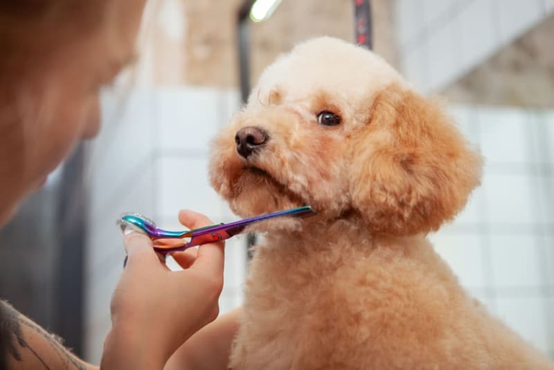 Signs Your Dog Needs Grooming, Voorhees Vets