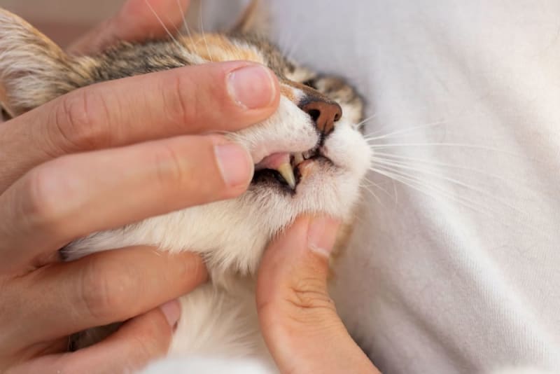 Stomatitis in Cats | Maury County Vets