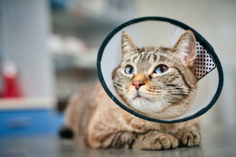 Male Cat Before & After Neutering: Behavior & Recovery | Our Vets in ...