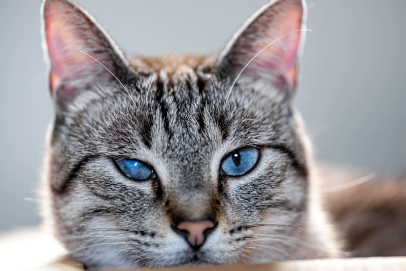 Cataracts in Cats | Santa Barbara Vets