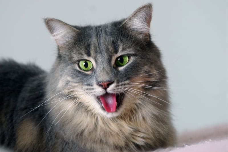 Cat Tooth Extractions: What to Expect & What to Watch For, Harrisburg Vets