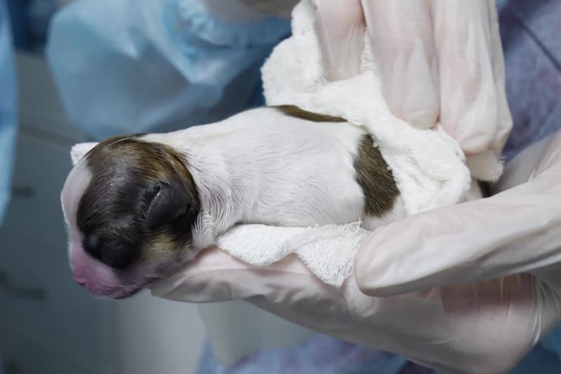C-Section for Dogs: Everything You Should Know | South Wilton Vets