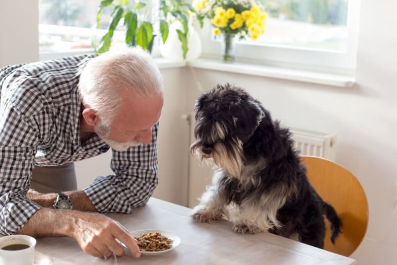 What are the best foods for senior dogs? | Ypsilanti Vets