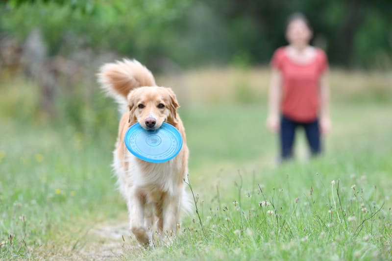 Dog Fractured, Broken or Chipped Tooth, Sacramento Vets, Chipped Tooth Dog