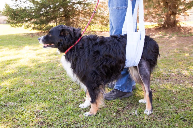 Tips on How to Strengthen an Old Dog's Hind Legs | Charlotte Vets