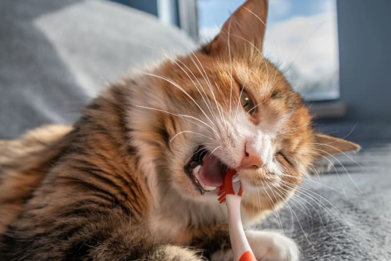 Why Does My Cat's Breath Smell Bad? | Weldon Spring Vets