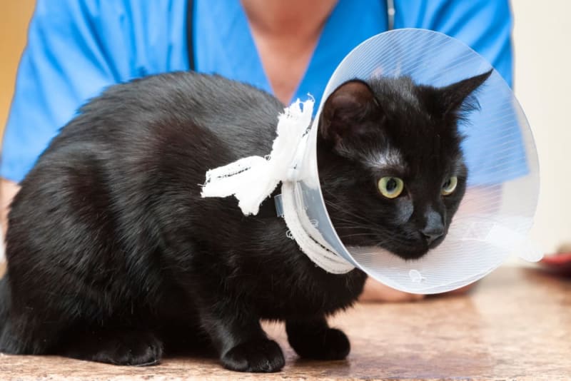 How to Care for your Cat while they're Recovering from Surgery | Meadow ...