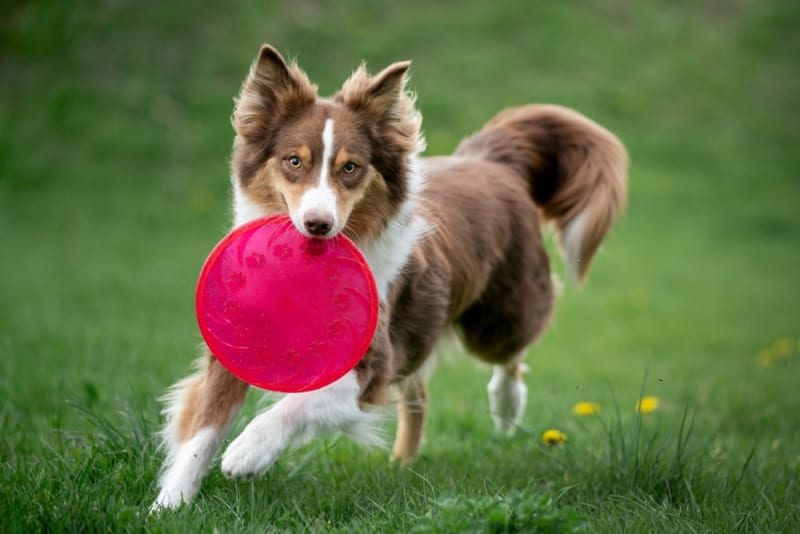 How to Play Sports With Your Dog | Santa Clarita Vets