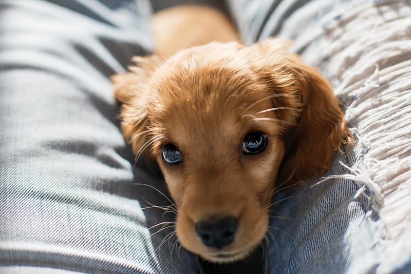 What Every Pet Parent Needs to Know About Parvovirus in Dogs & Puppies ...