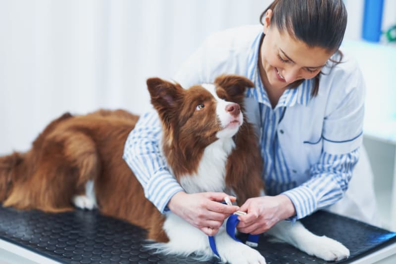 Surgery in Dogs: Everything You Need to Know | Columbia Vets