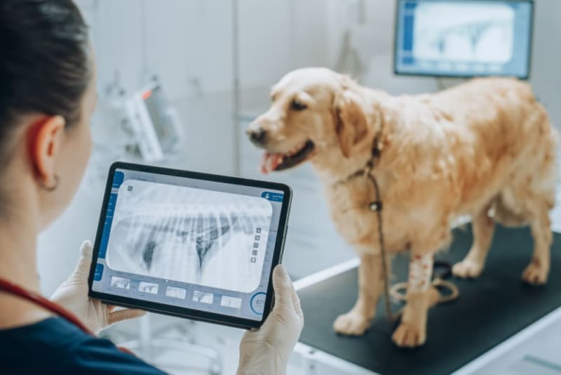 Diagnostic Imaging for Your Dog or Cat | Oakland Vet